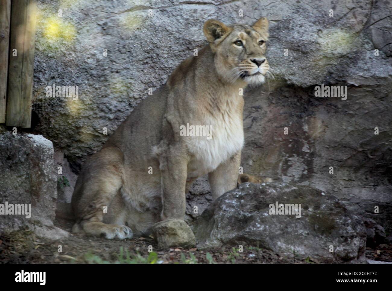 Rome, Press presentation of two female Asian lion cubs, animals at ...
