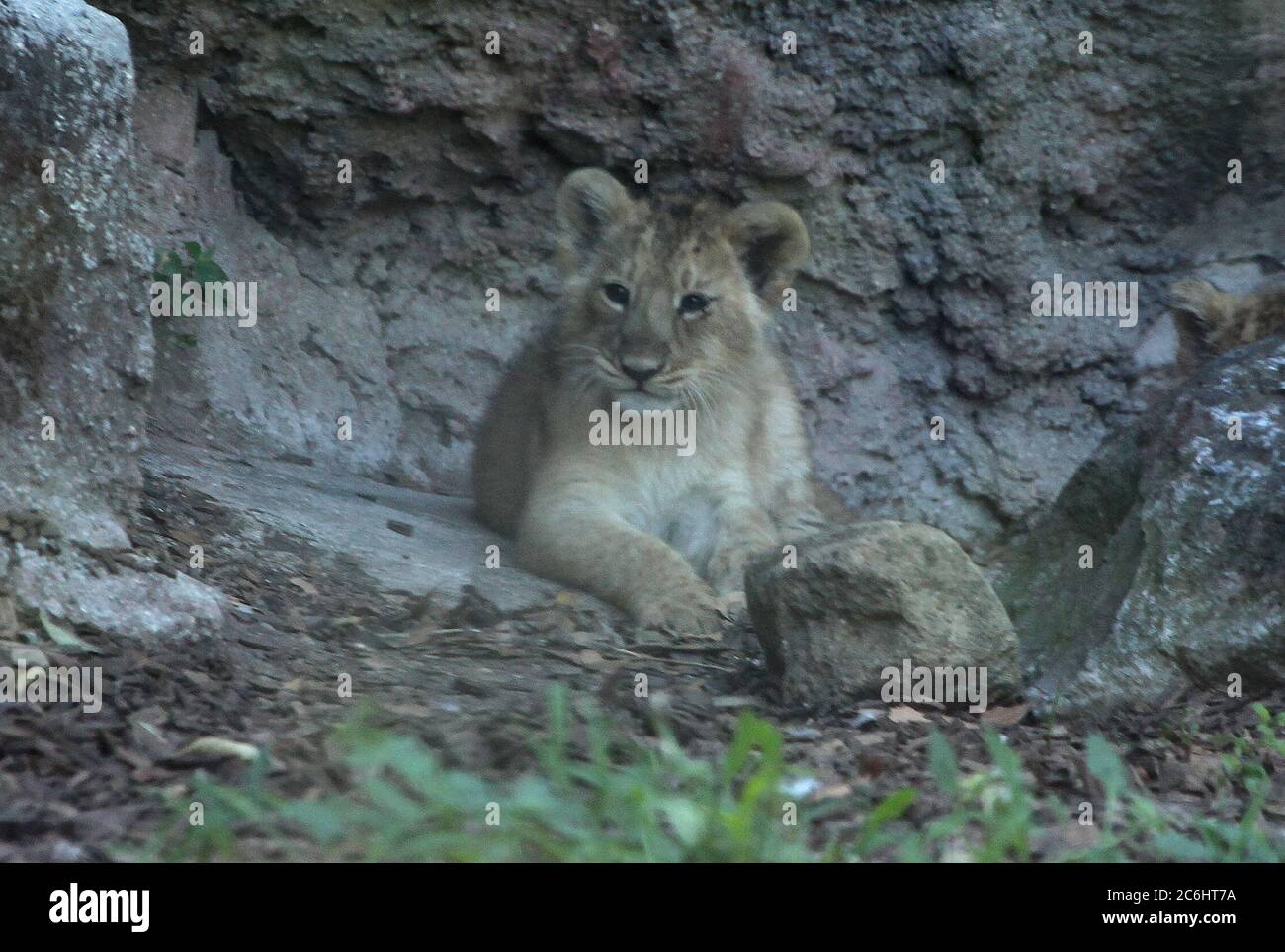 Rome, Press presentation of two female Asian lion cubs, animals at ...