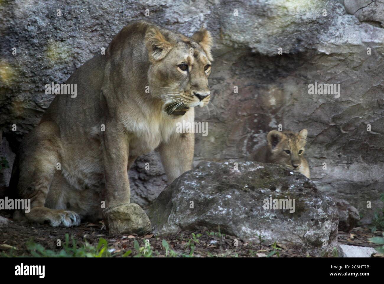 Rome, Press presentation of two female Asian lion cubs, animals at ...