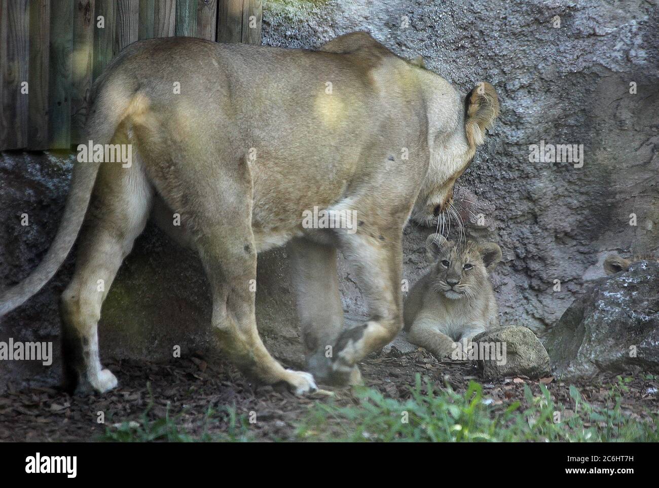 Rome, Press presentation of two female Asian lion cubs, animals at ...