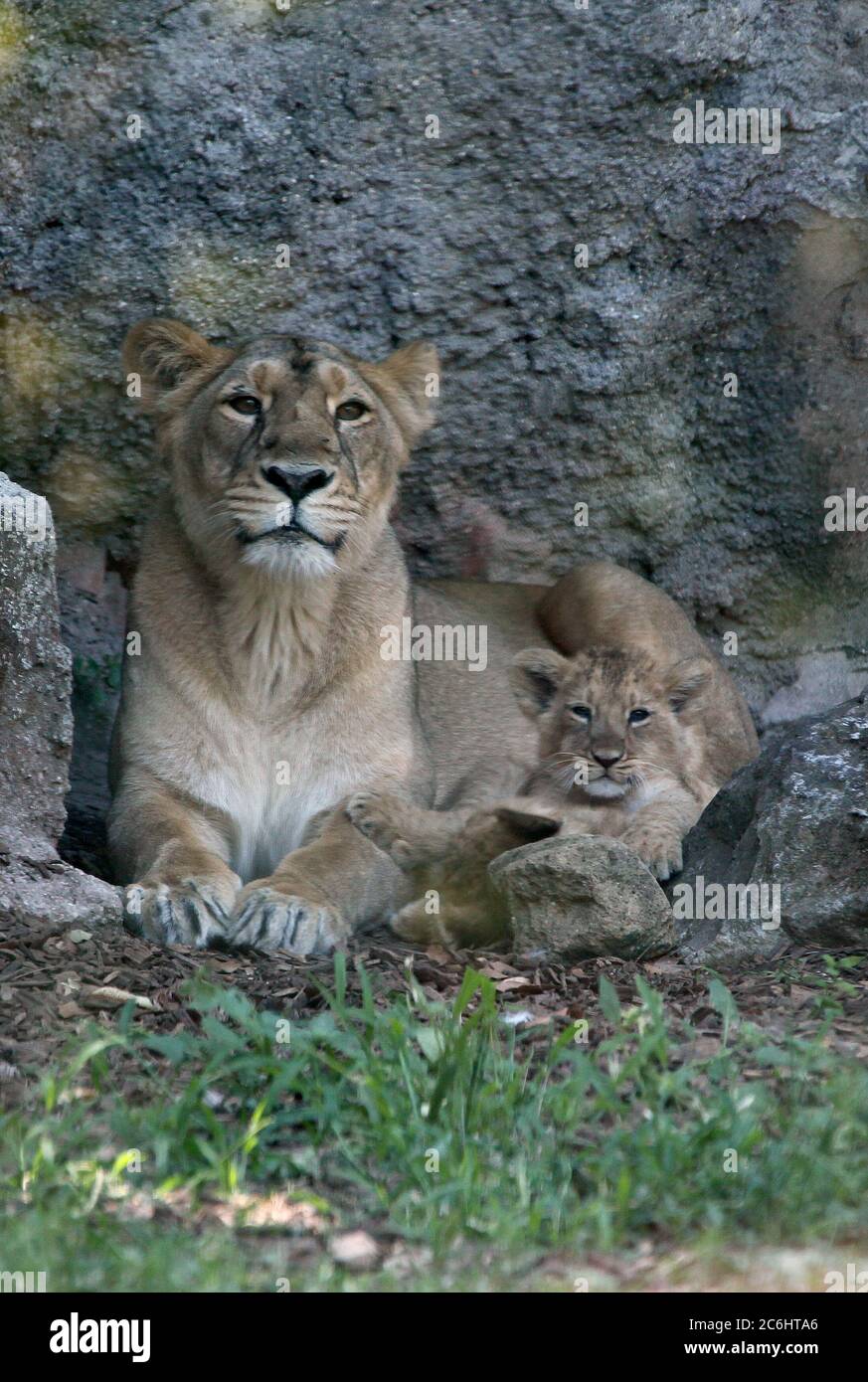 Rome, Press presentation of two female Asian lion cubs, animals at ...