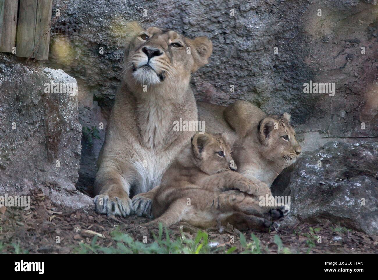 Rome, Press presentation of two female Asian lion cubs, animals at ...