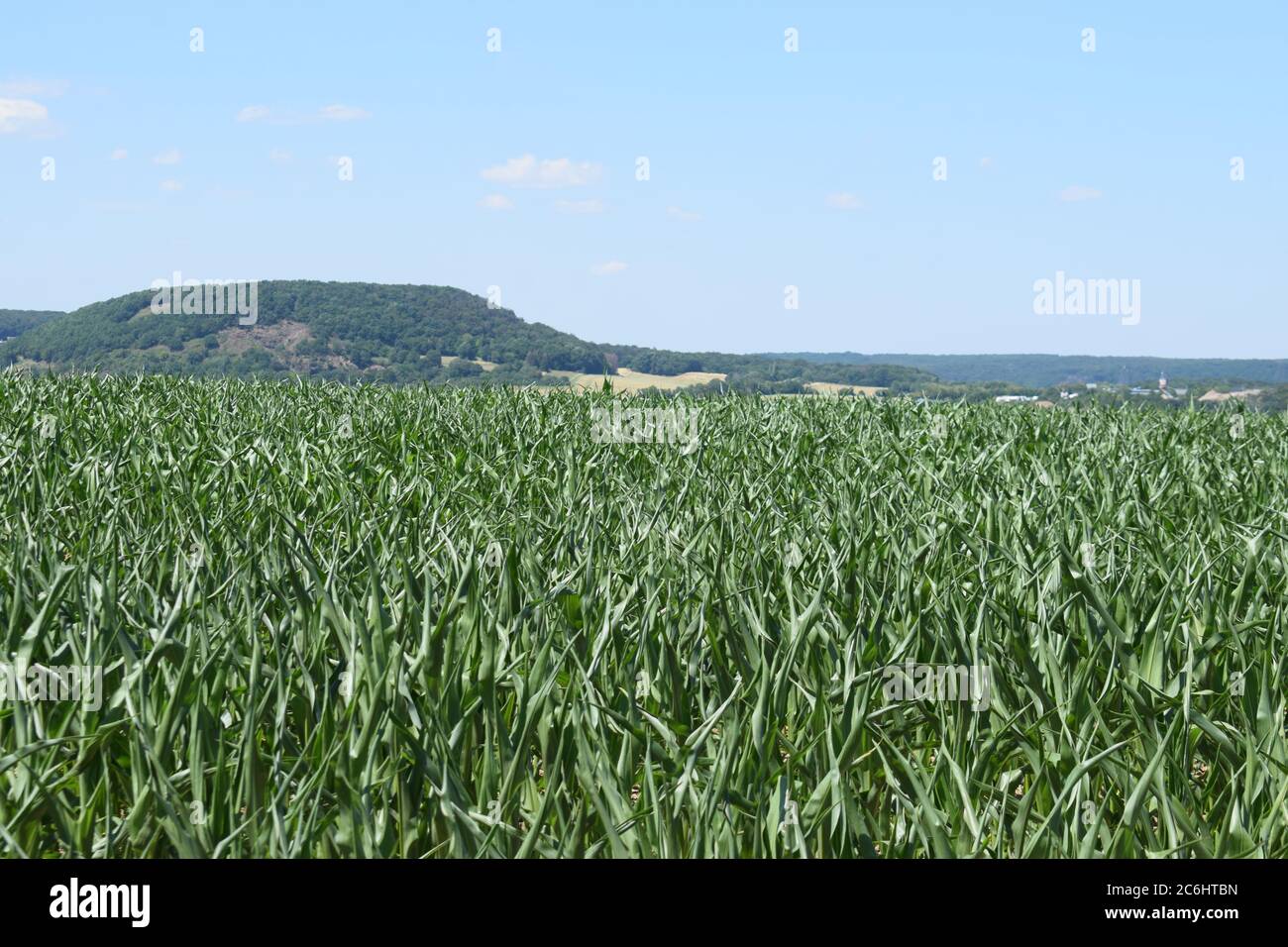 Infinite corn field hi-res stock photography and images - Alamy