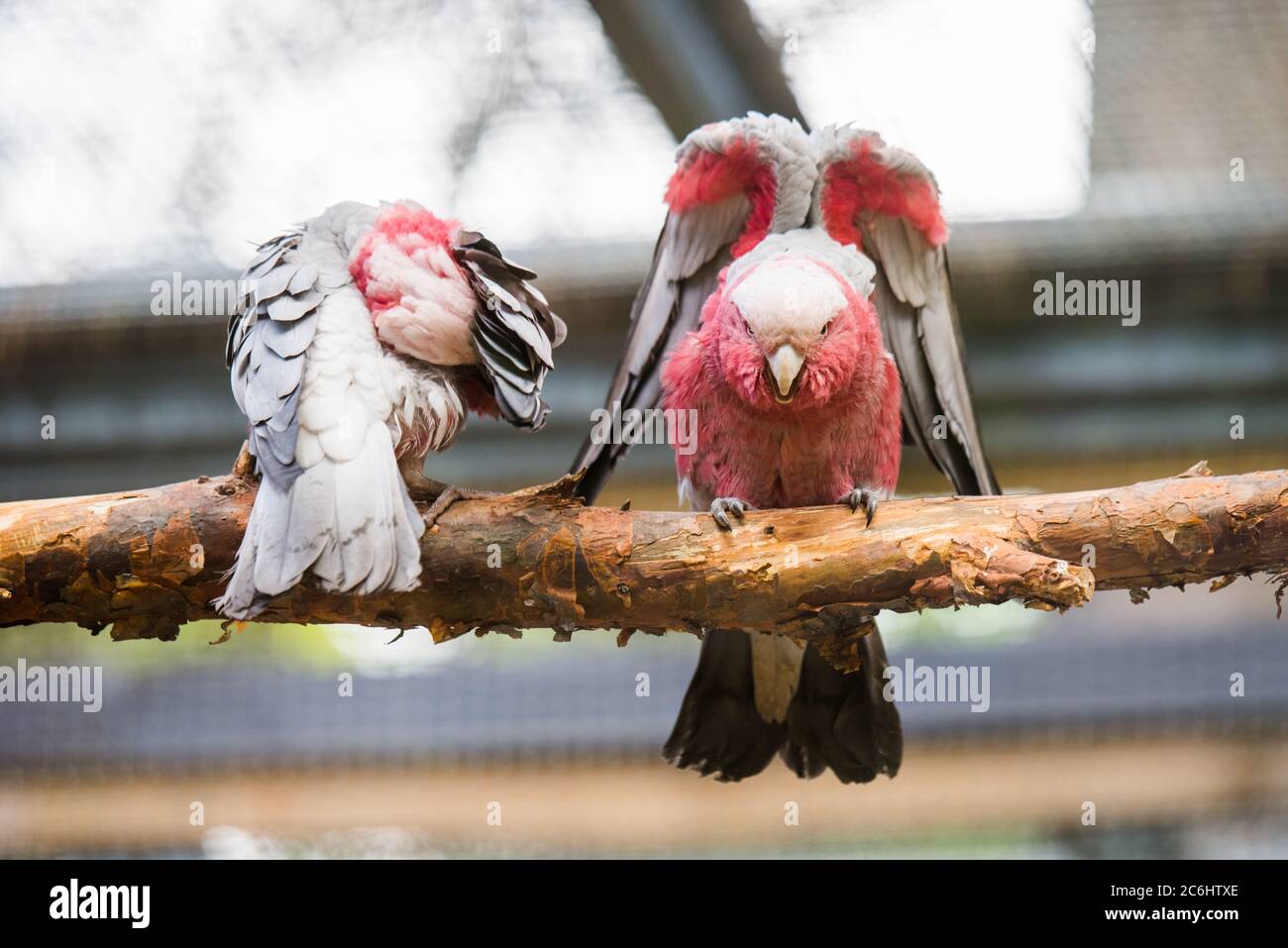 Pair of galahs hi-res stock photography and images - Alamy
