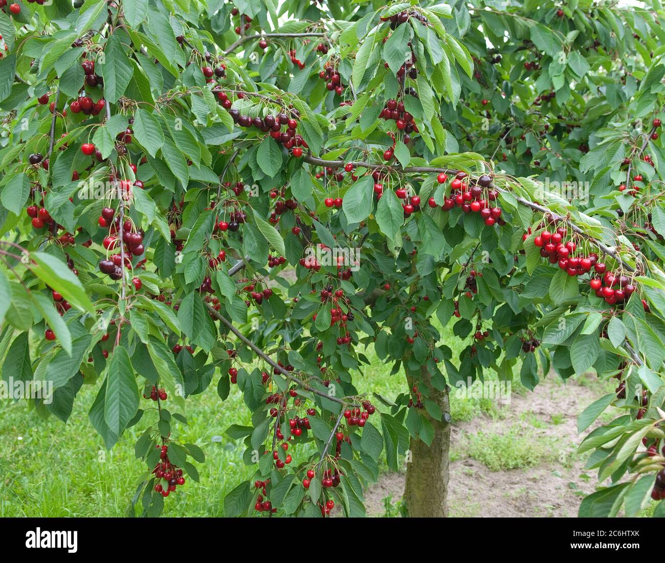 Suess-Kirsche Prunus avium Bianca, Sweet cherry Prunus avium Bianca ...