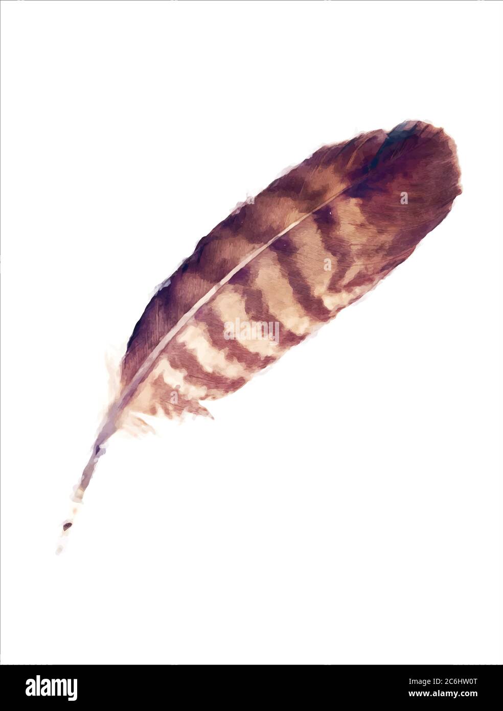 Buzzard feather Stock Vector Images - Alamy