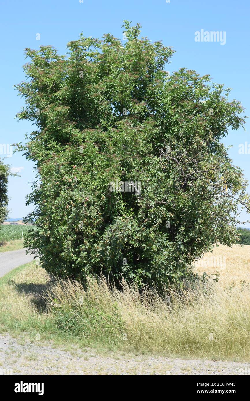 Field side apple tree hi-res stock photography and images - Alamy