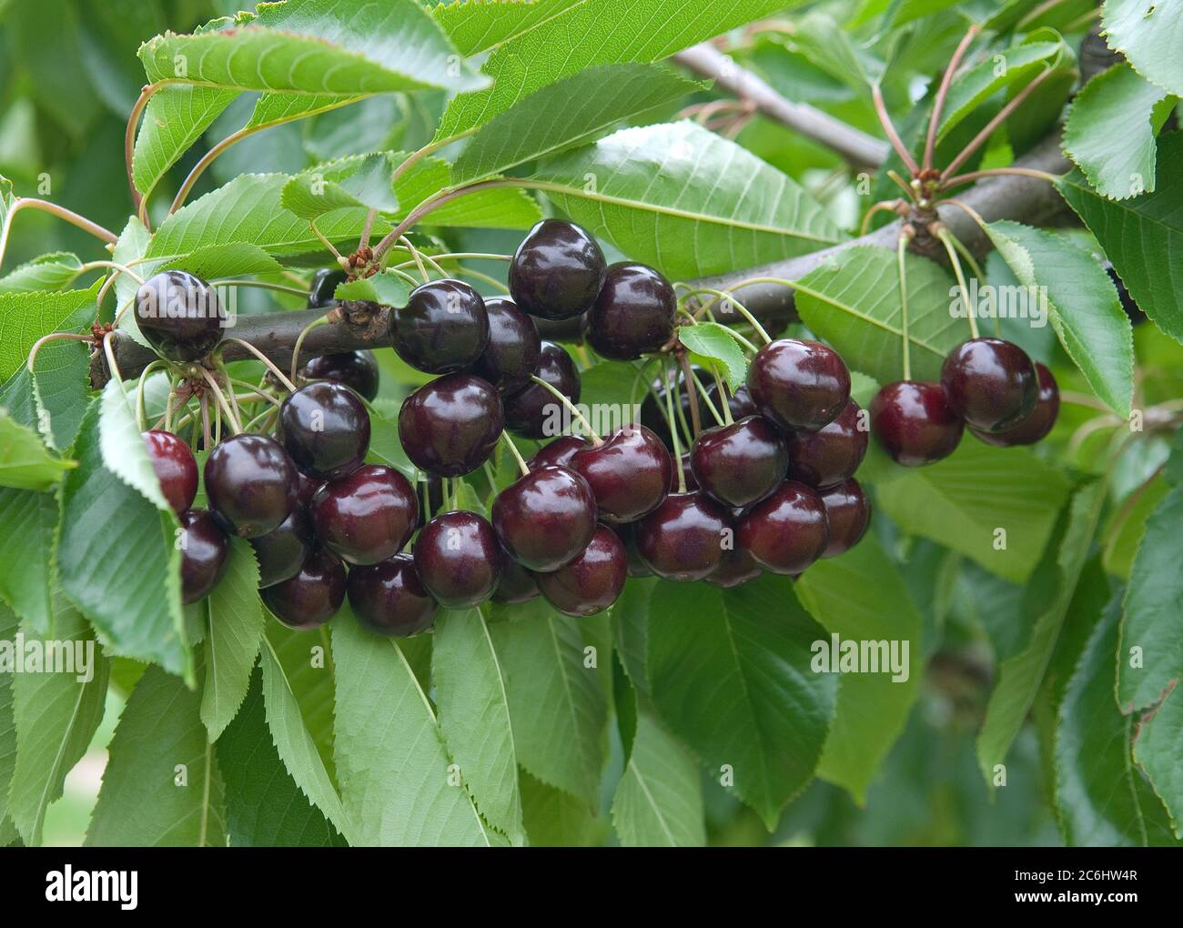 Bing Cherry Garden