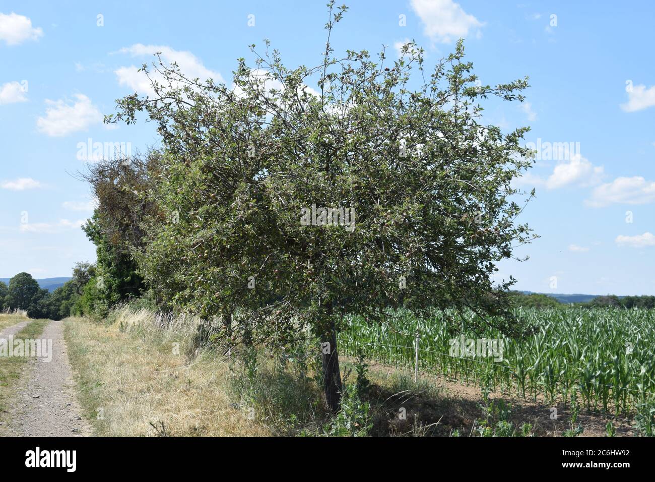 Field side apple tree hi-res stock photography and images - Alamy