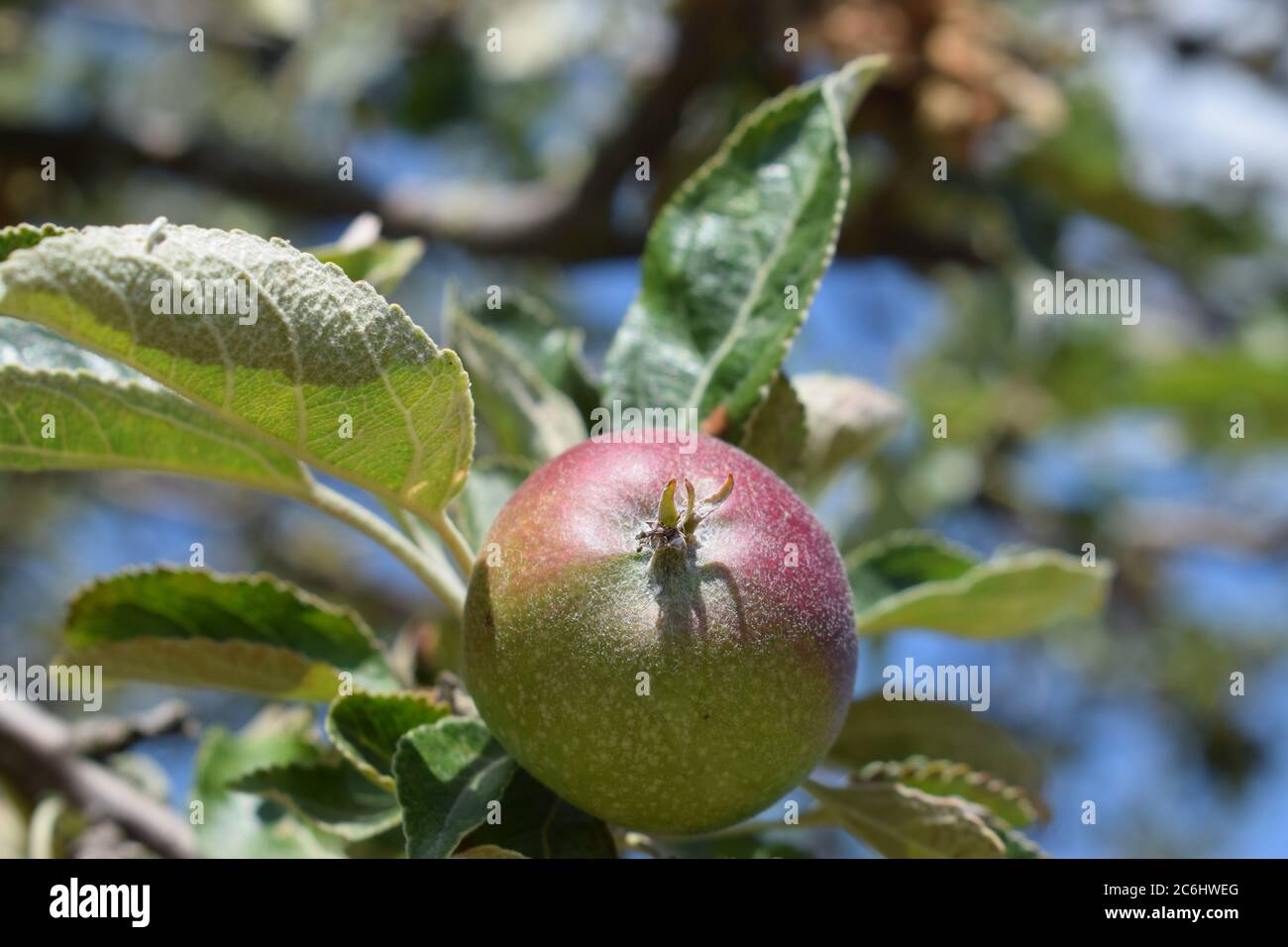 Wild Apple Tree High Resolution Stock Photography and Images - Alamy