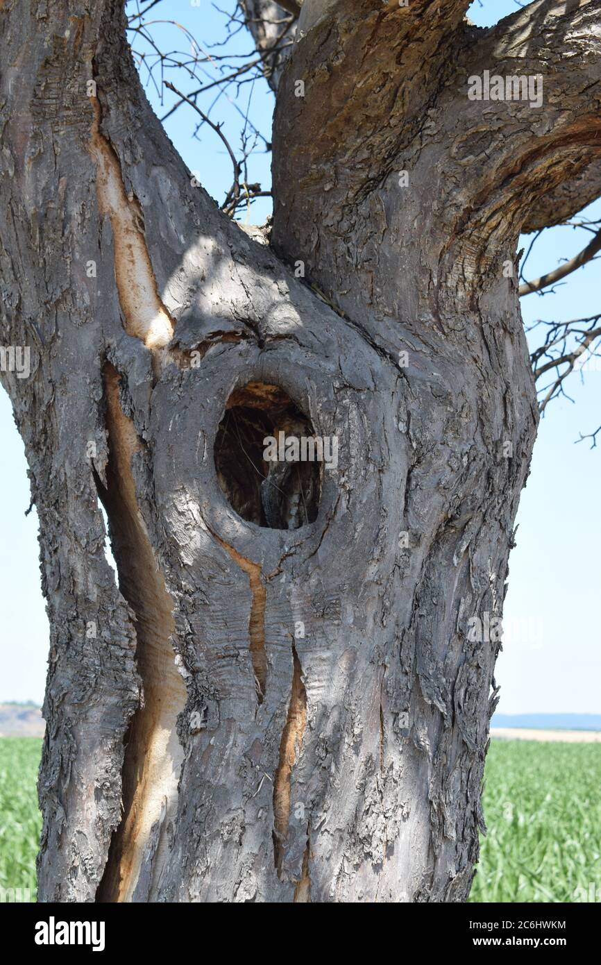 old dry tree Stock Photo - Alamy