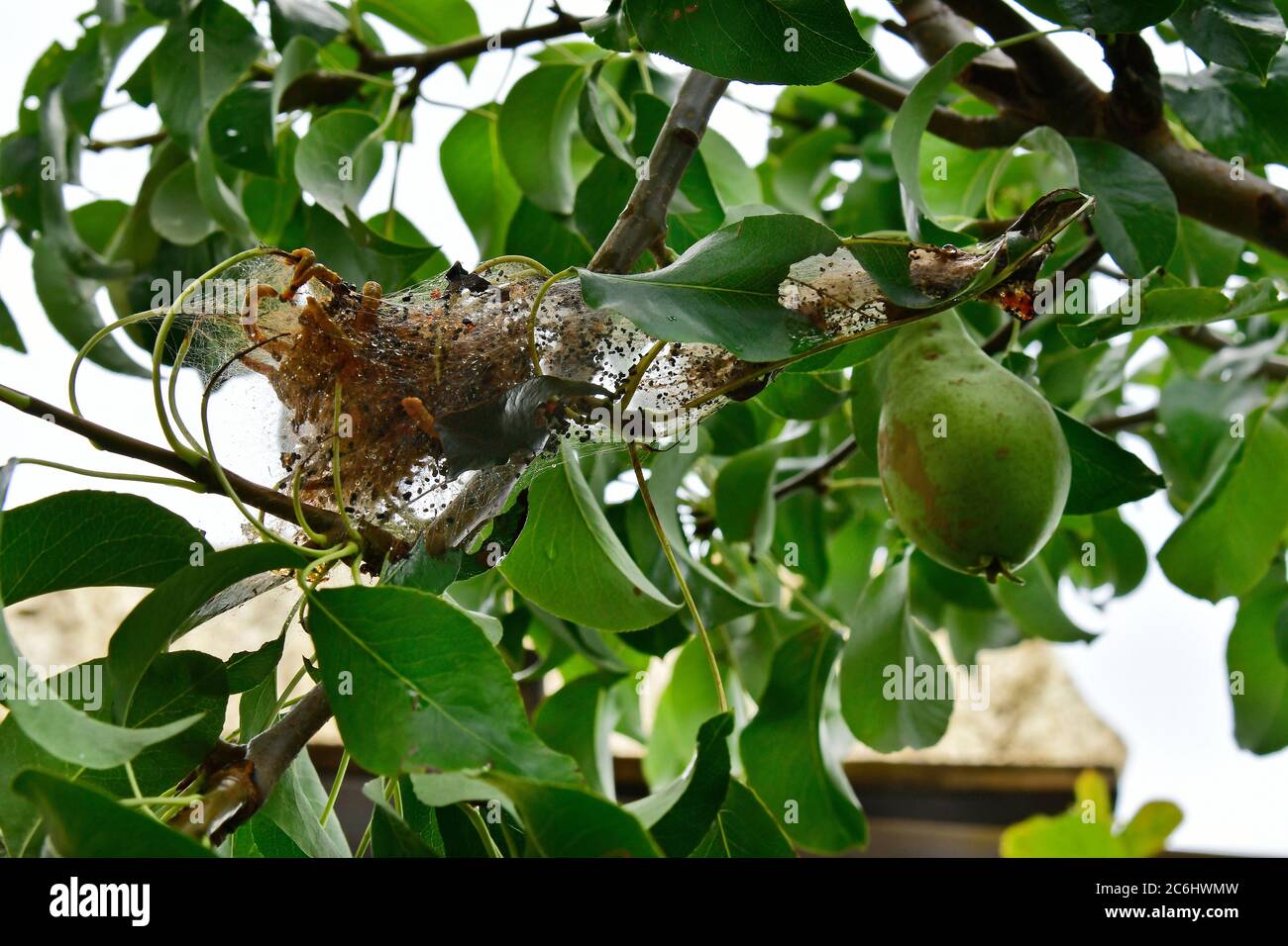 Small Ermine Moths on pear tree Stock Photo - Alamy
