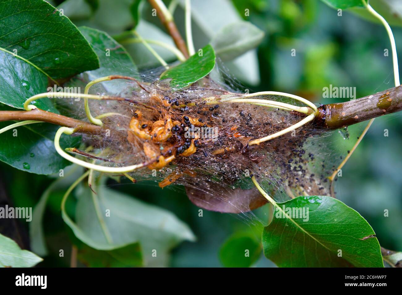 Small ermine moths hi-res stock photography and images - Alamy