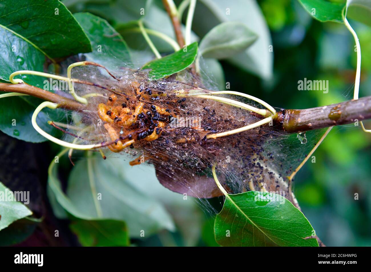 Small Ermine Moths on pear tree Stock Photo - Alamy