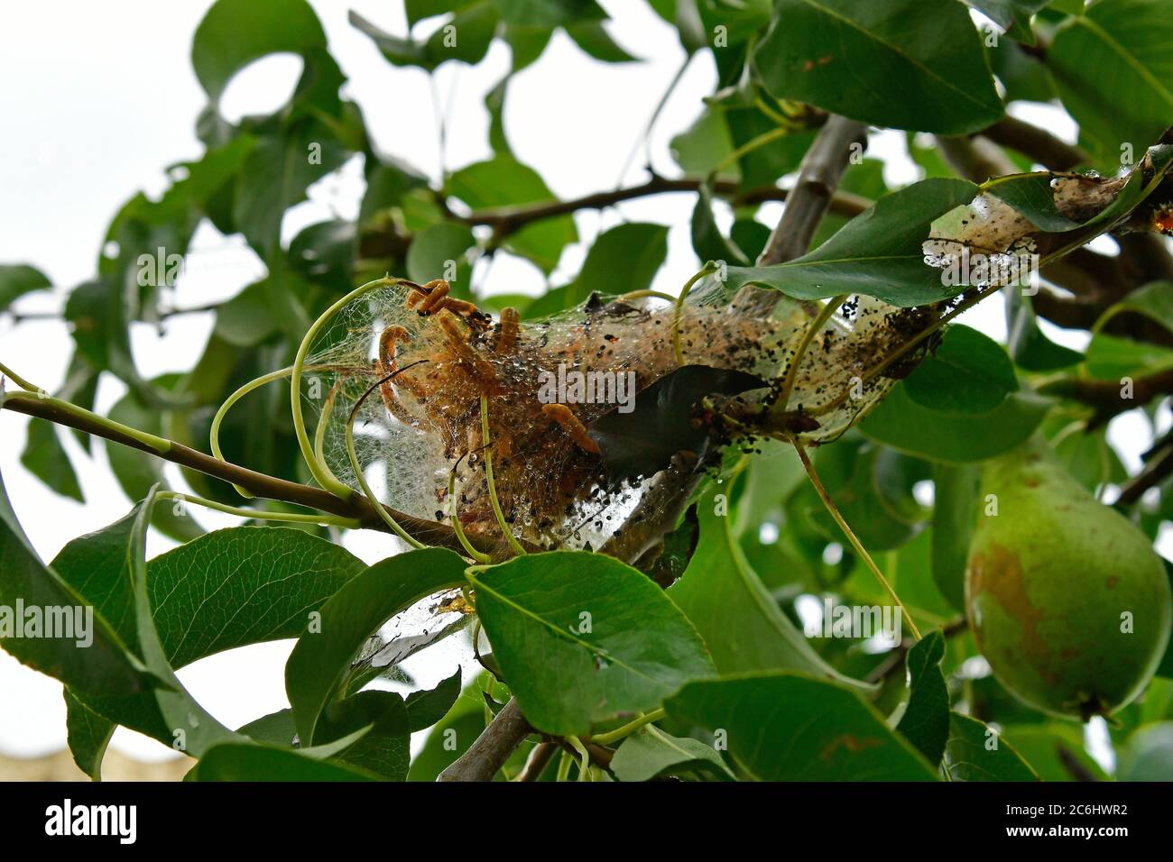 Small Ermine Moths on pear tree Stock Photo - Alamy