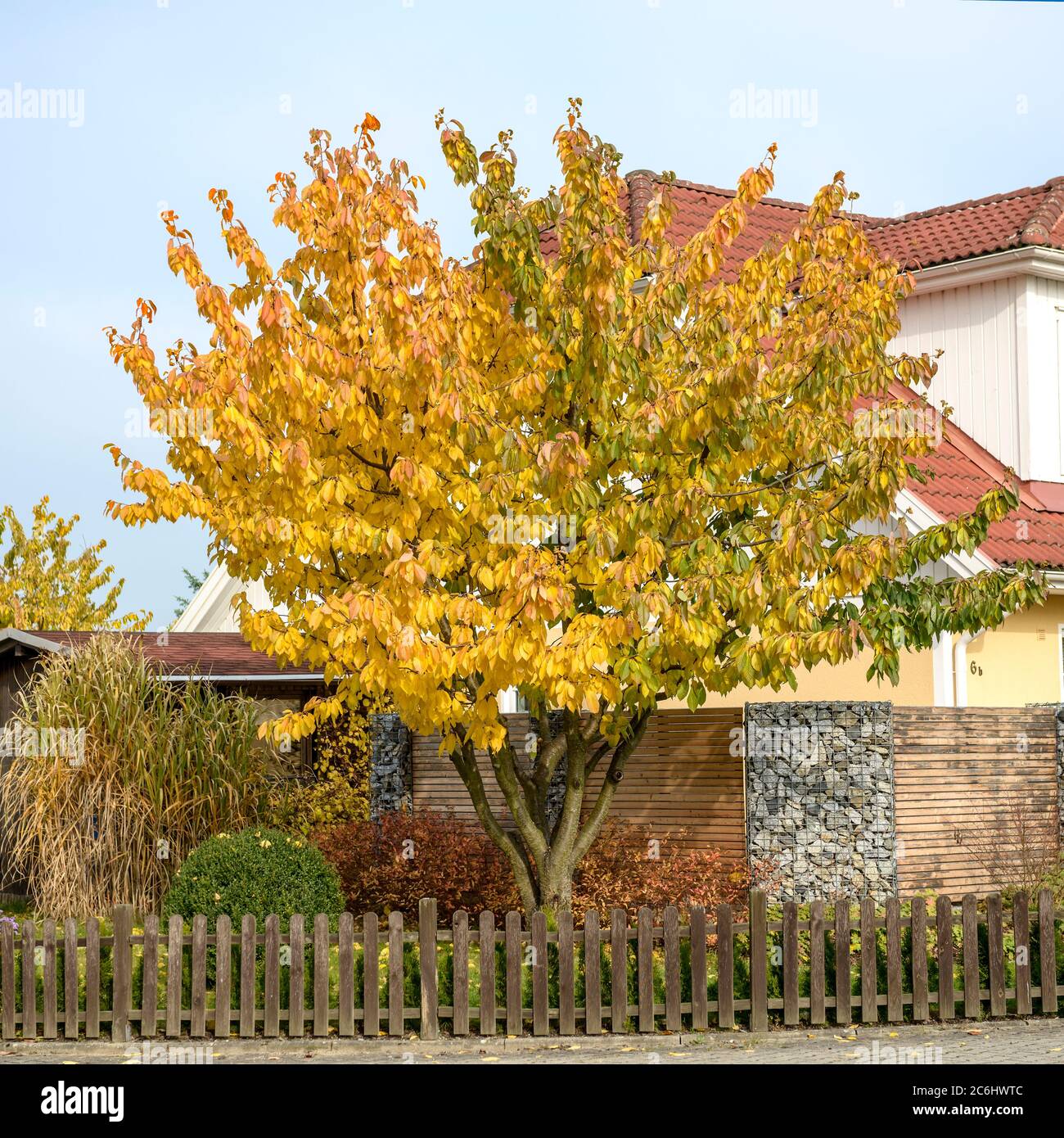 Prunus avium hedelfinger giant cherry hi-res stock photography and ...