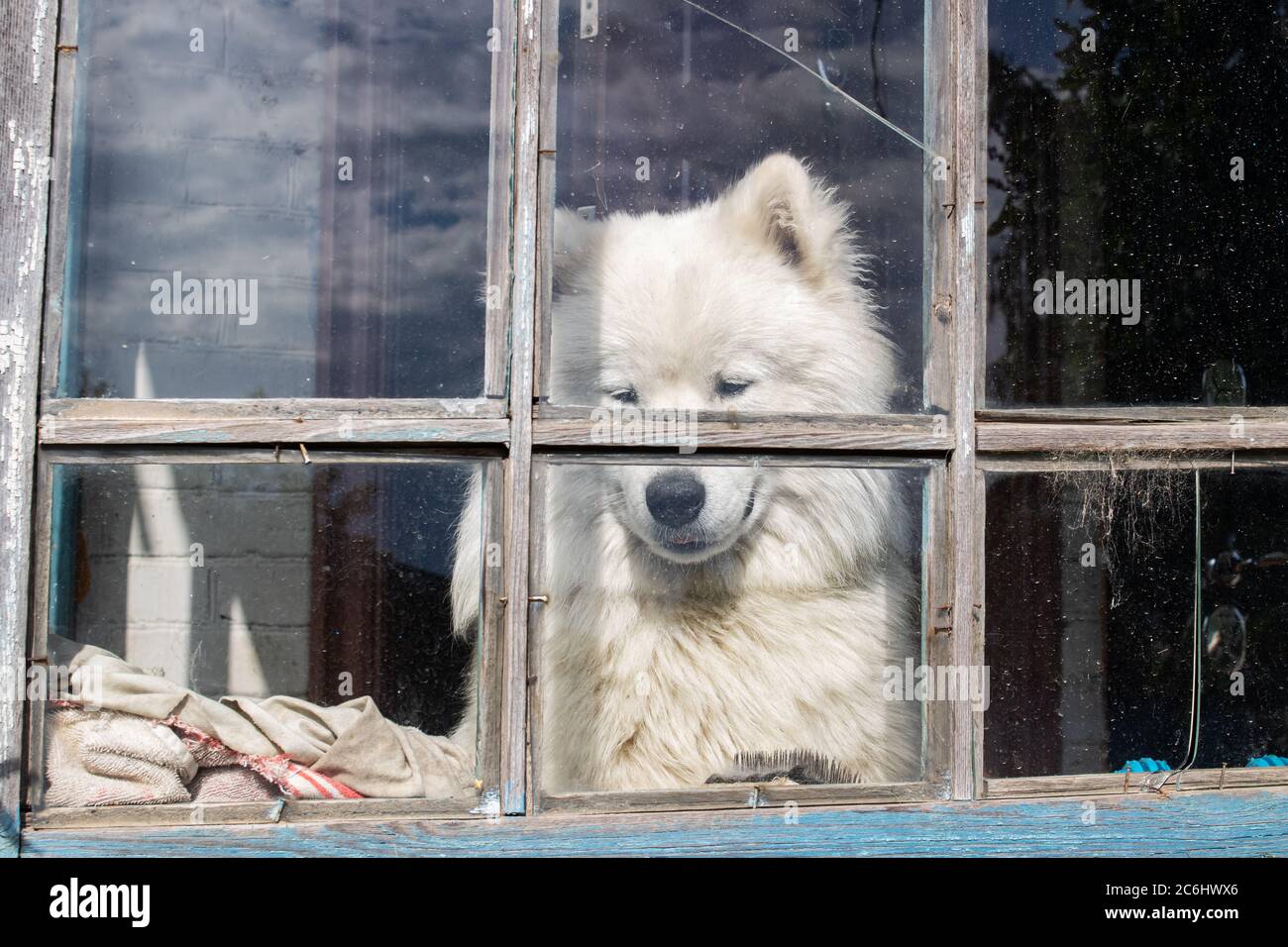 Samoyed alaska hi-res stock photography and images - Alamy