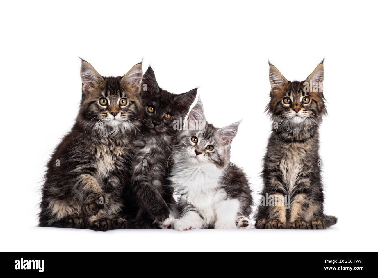 Row of four multi colored Maine Coon cat kittens, sitting beside each ...