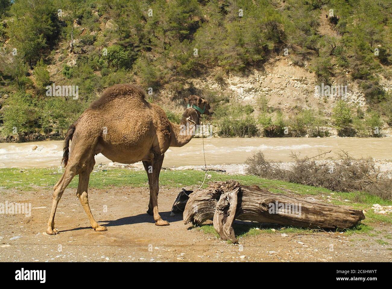 Turkey, camel for riding at Alara Han Karawanserai Stock Photo - Alamy