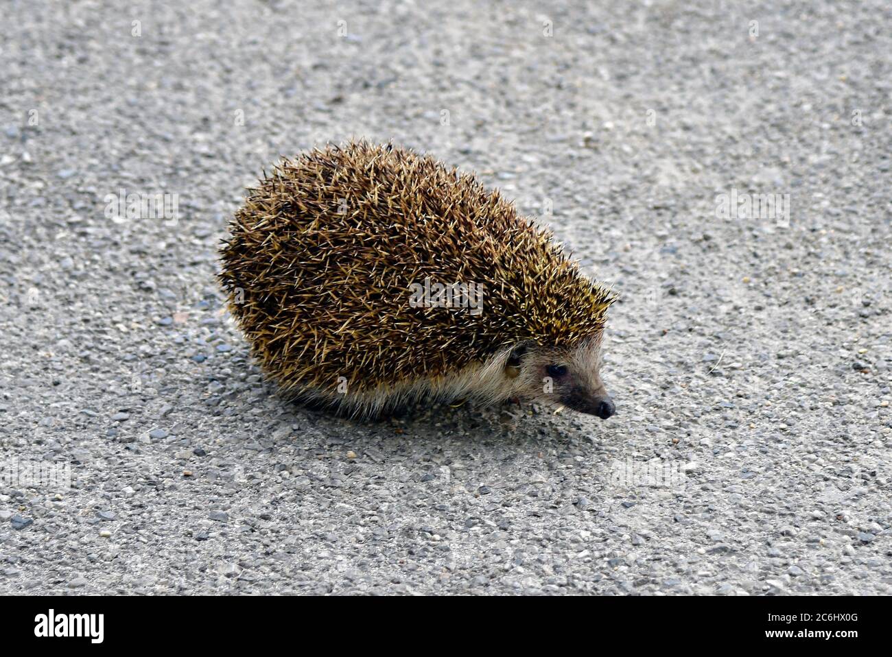 Hedgehog on road hi-res stock photography and images - Alamy