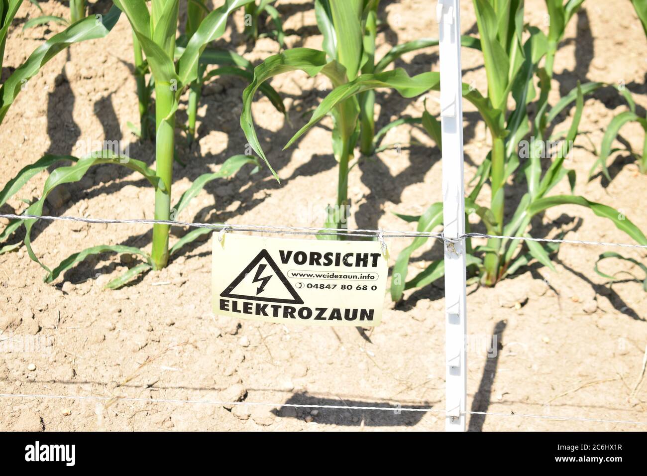 Infinite corn field hi-res stock photography and images - Alamy