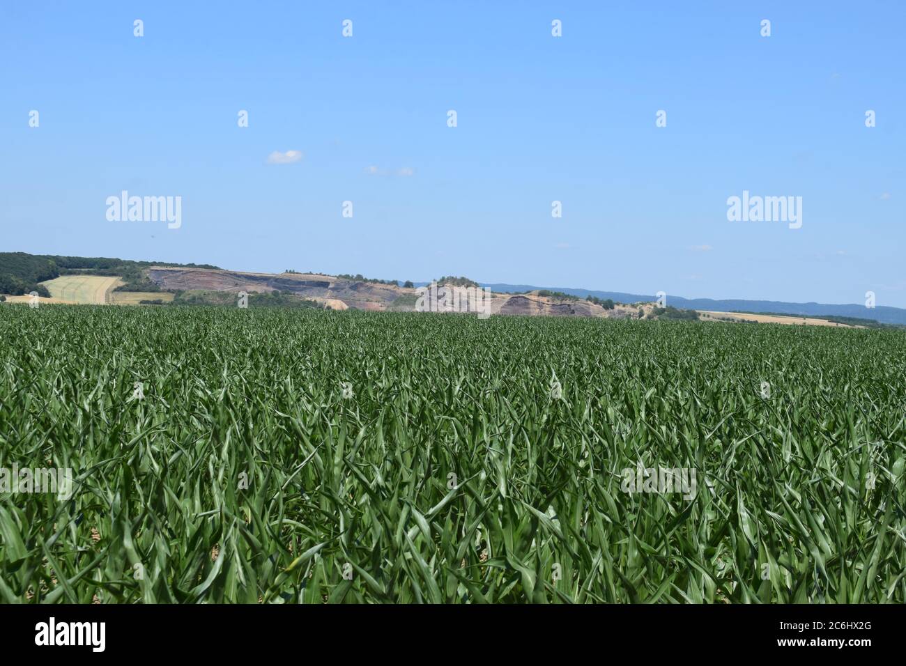 Infinite corn field hi-res stock photography and images - Alamy