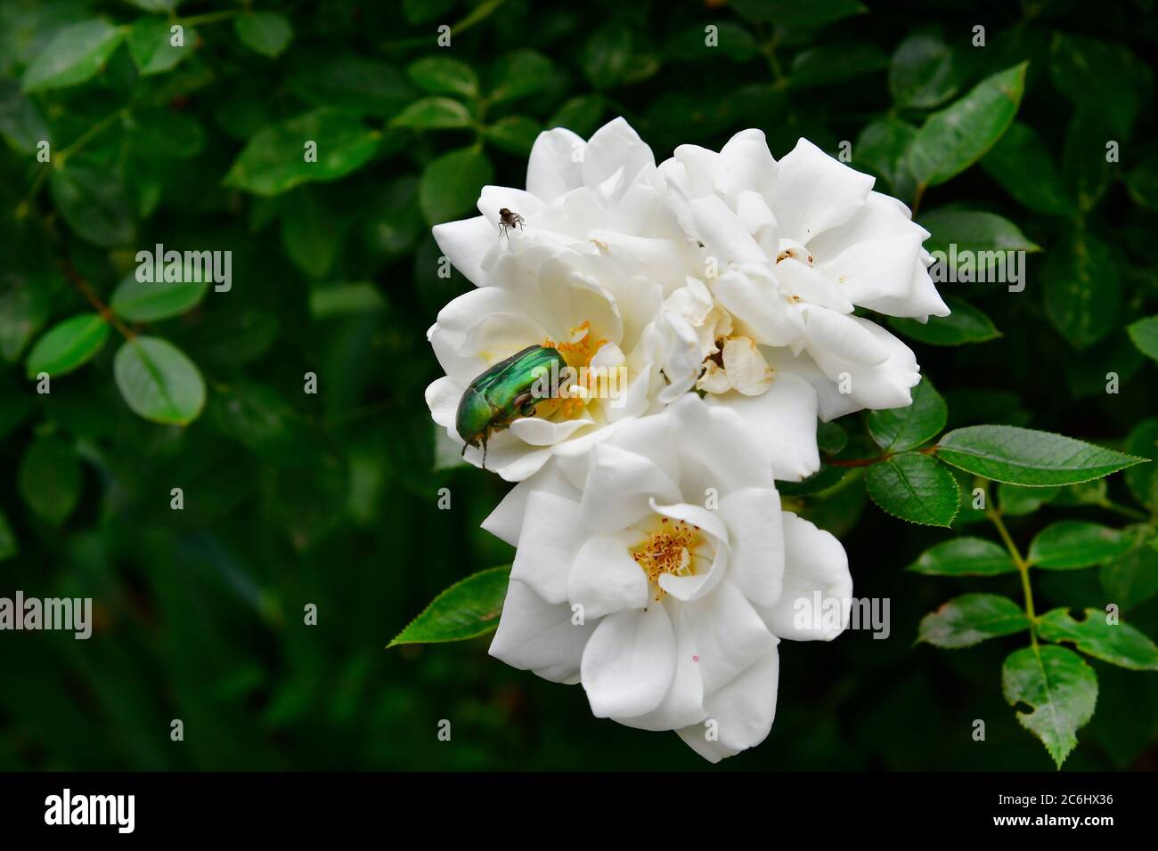 Rose beetle hi-res stock photography and images - Alamy