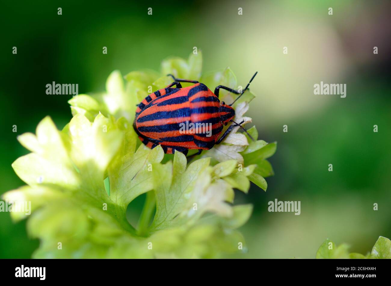 stripped string bug Stock Photo - Alamy