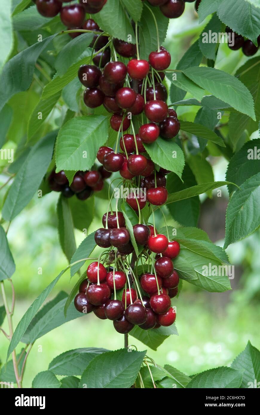 Suess-Kirsche Prunus avium Namati, Sweet cherry Prunus avium Namati ...
