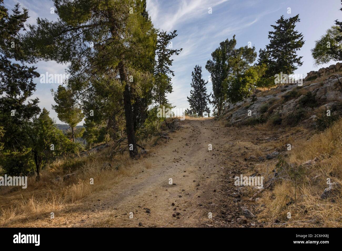 A hiking path in a pine forest in the Judea mountains near Jerusalem ...
