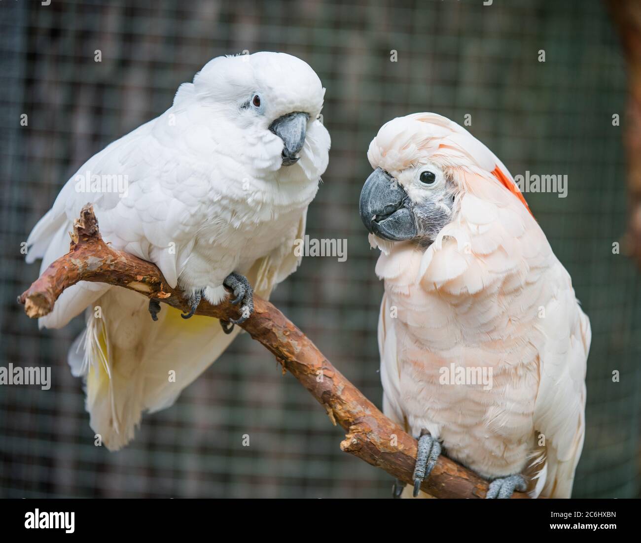 Lovely couple white cockatoos parrots on branch Stock Photo - Alamy