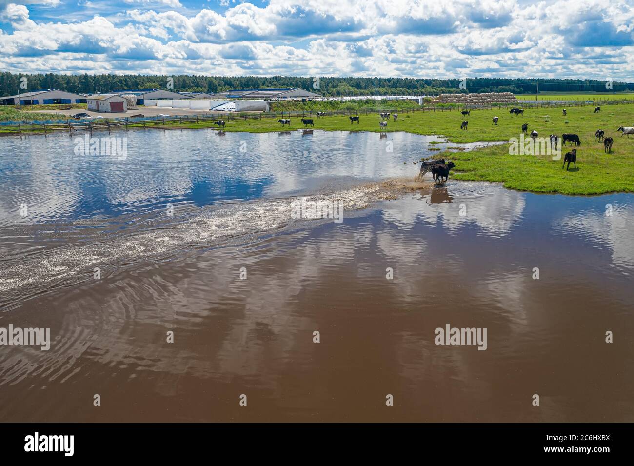 Cows graze in a meadow in a field. Aerial view from above from a drone ...