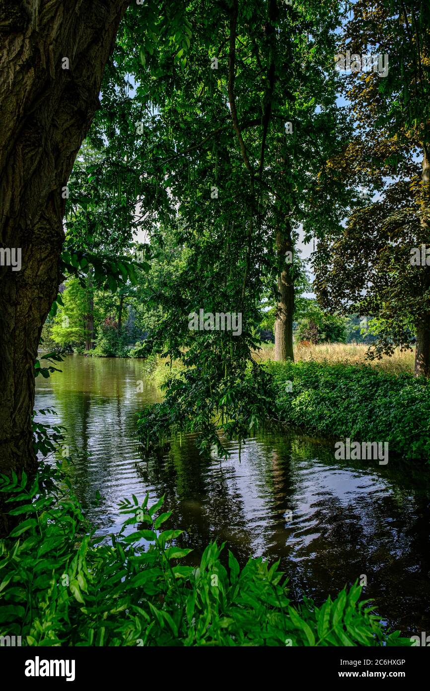 Branch Hanging Over Water High Resolution Stock Photography and Images ...