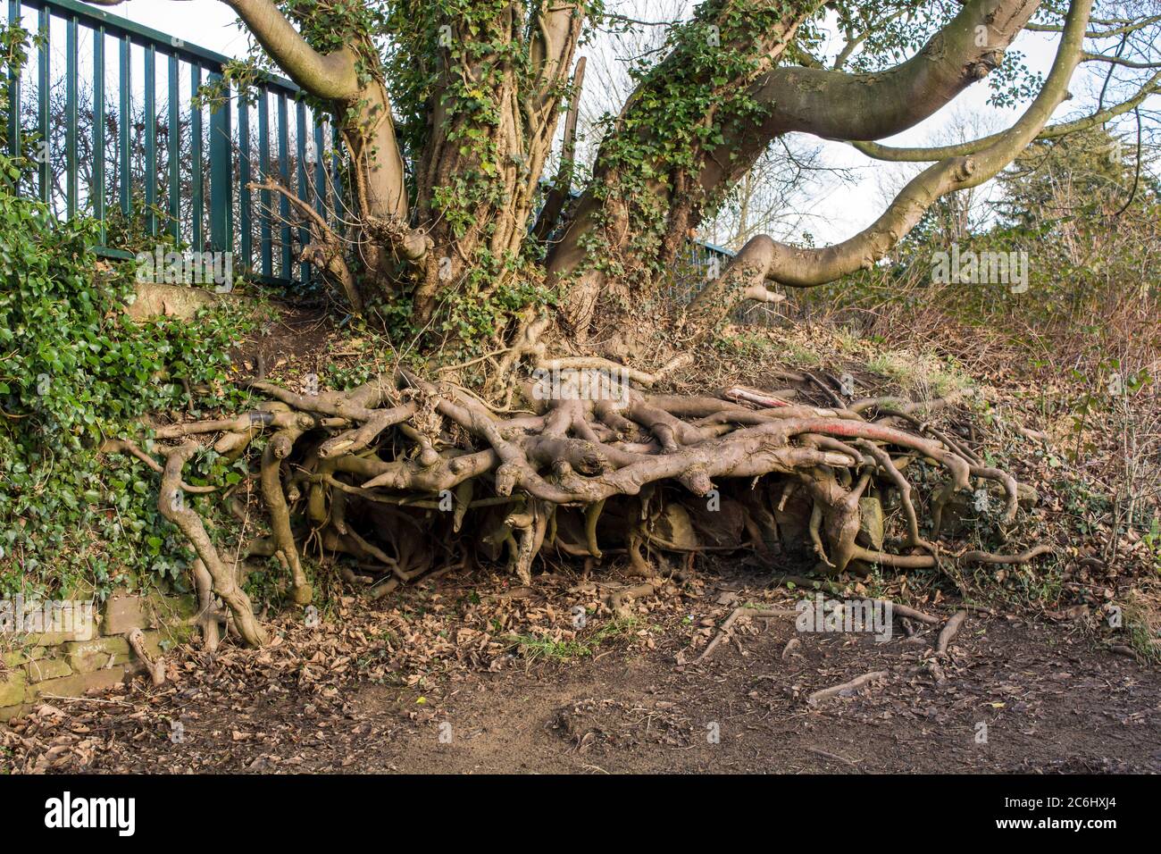 Weak roots hi-res stock photography and images - Alamy