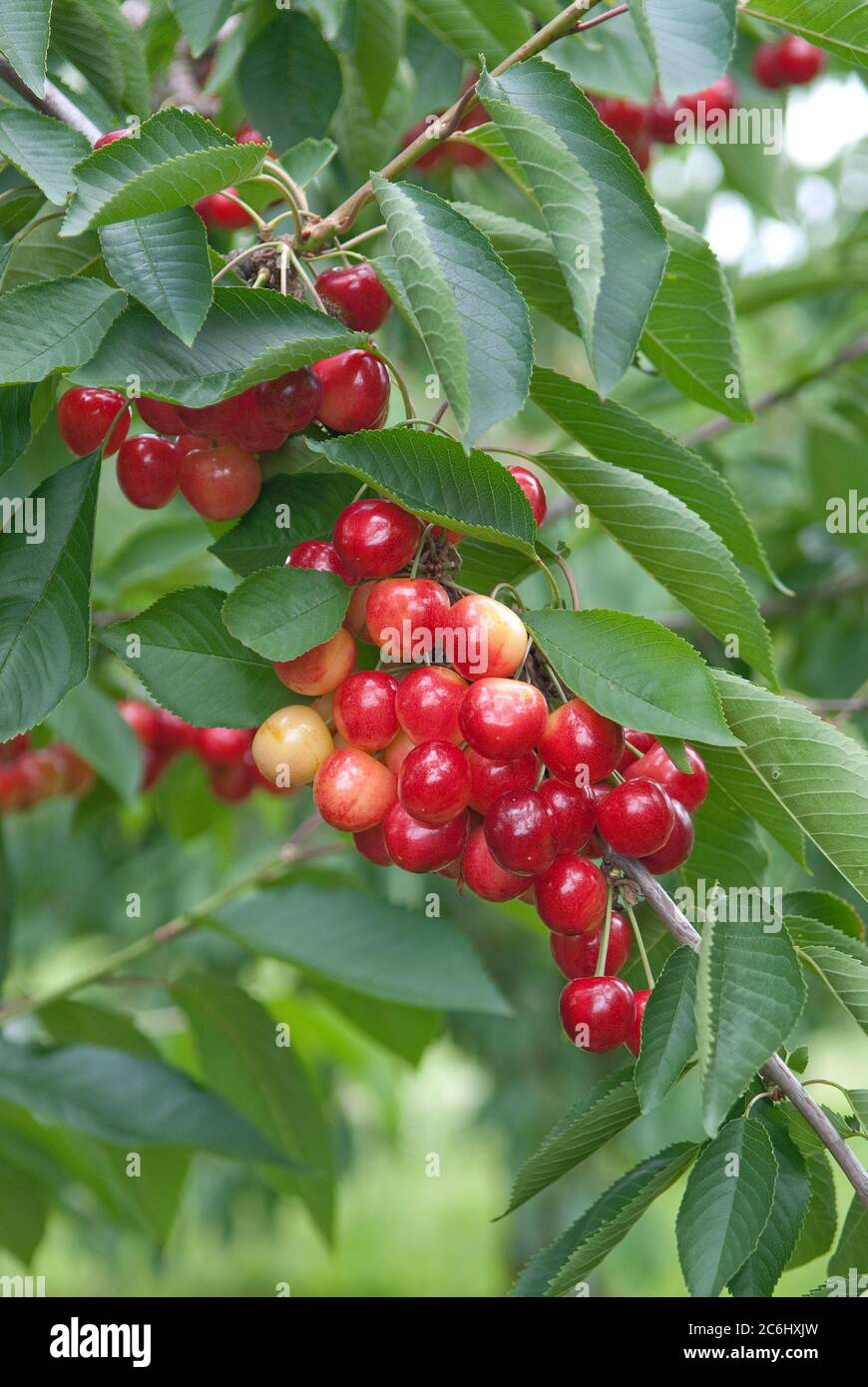 Suess-Kirsche Prunus avium Napoleon, Sweet cherry Prunus avium Napoleon ...