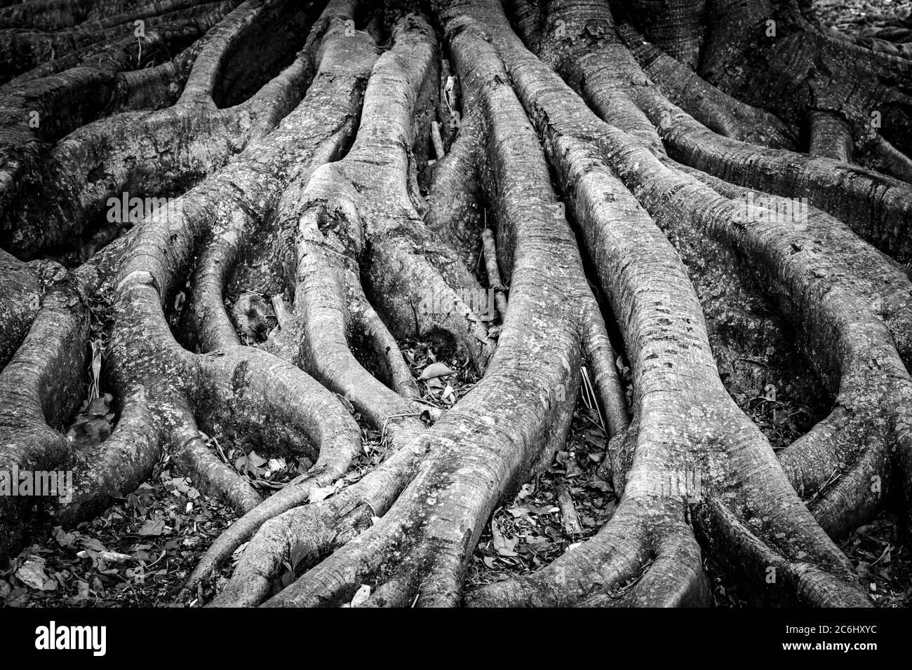 A black and white photograph of complex tree roots Stock Photo - Alamy
