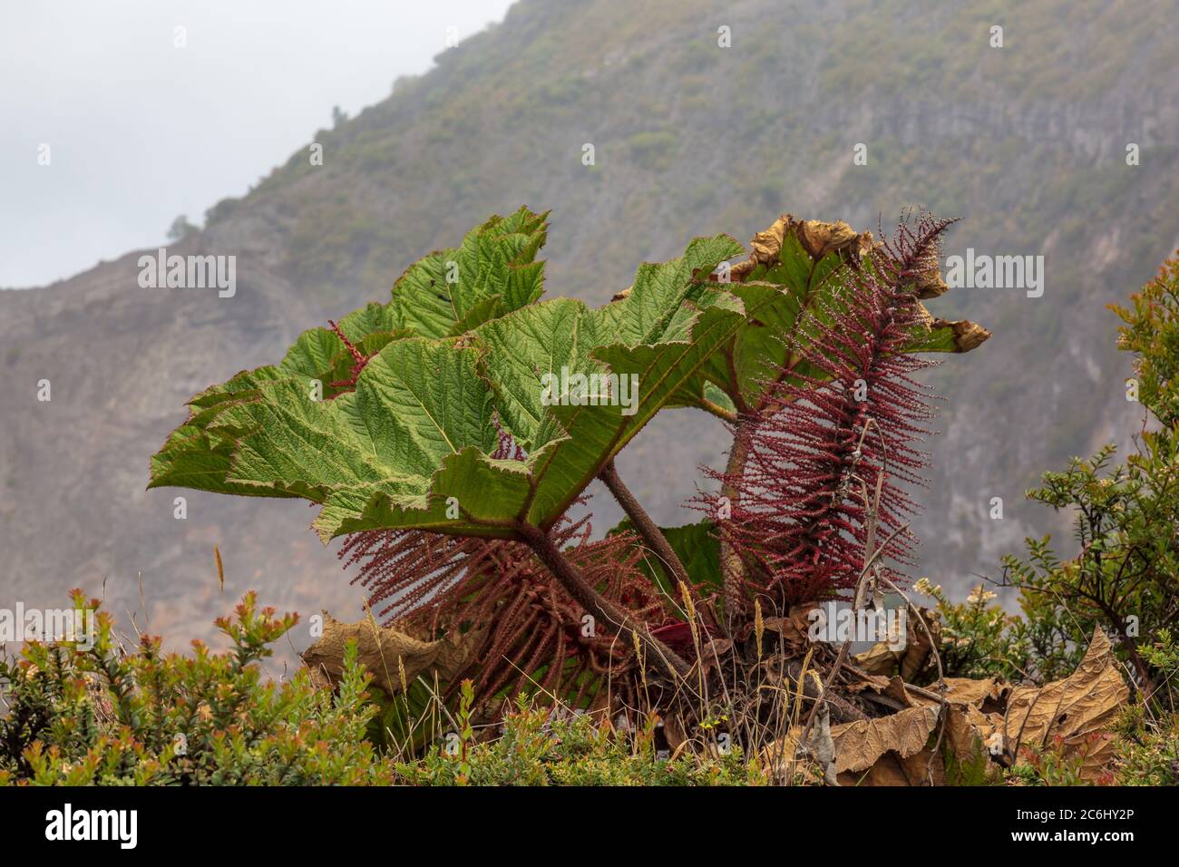 A large gunnera plant on the edge of Irazú volcano in Costa Rica Stock ...
