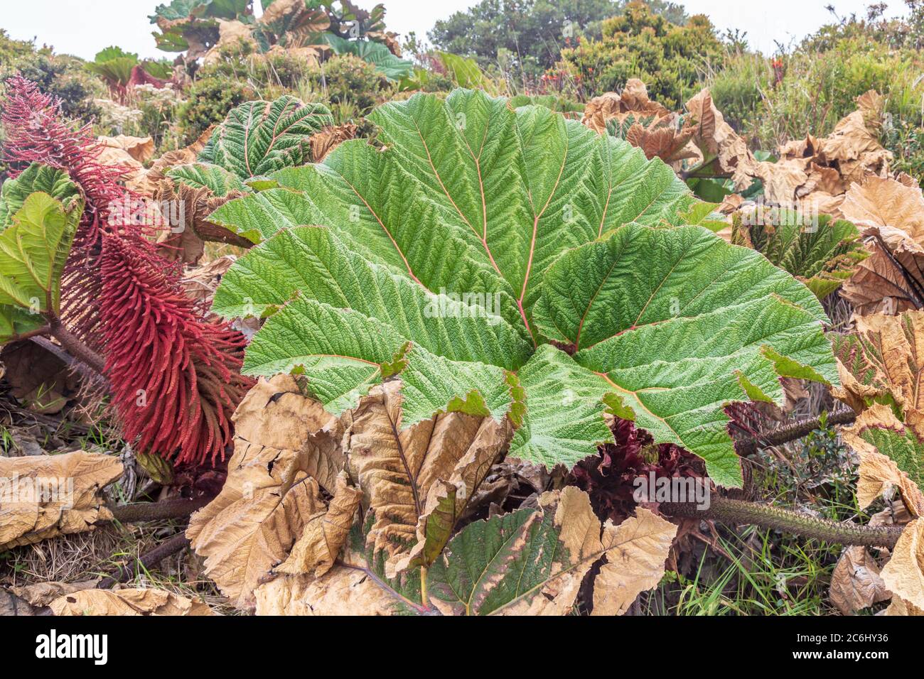 Gunnera plants in the mountains of Costa Rica Stock Photo - Alamy