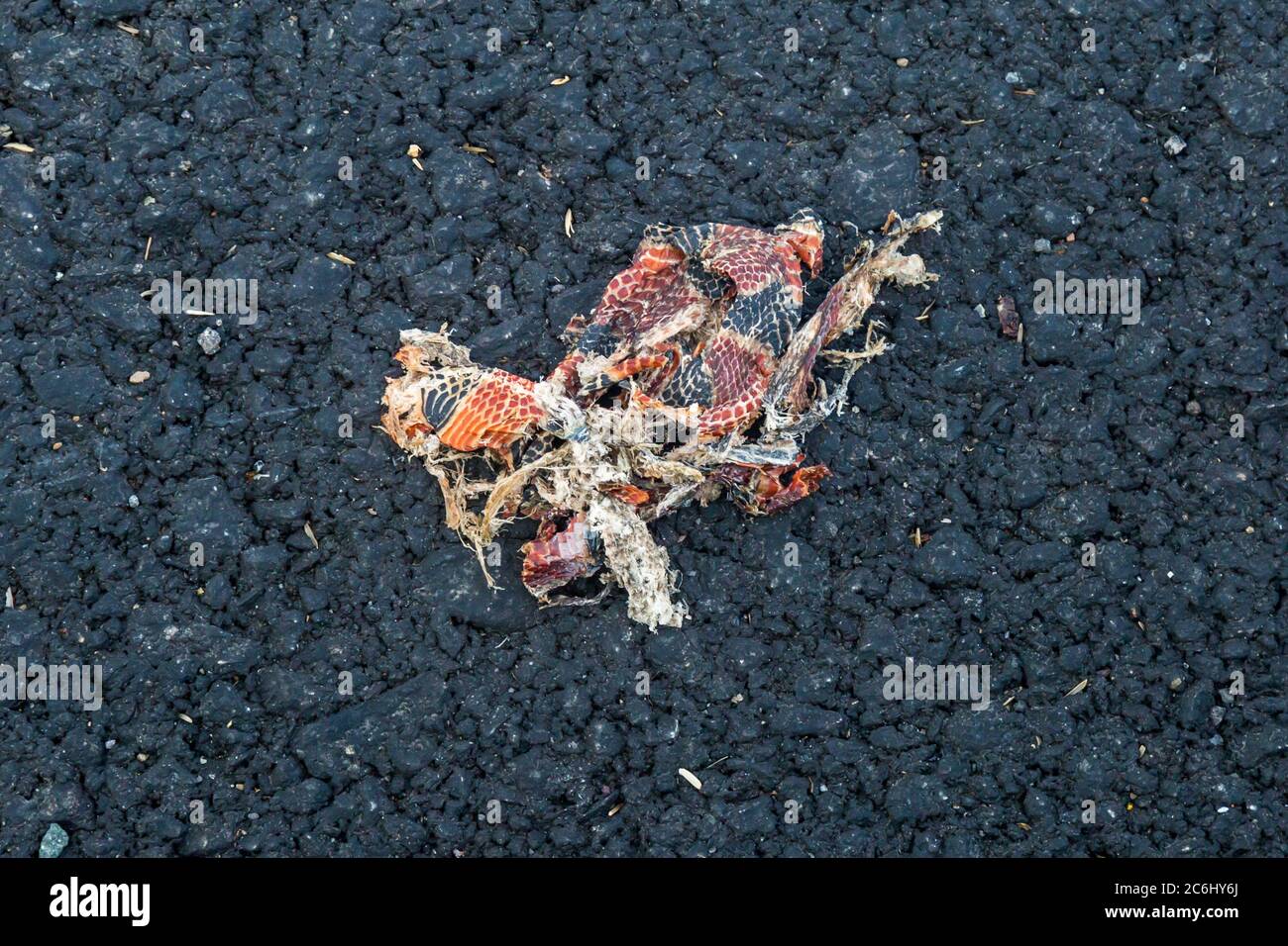 Snakeskin snake skin shed hi-res stock photography and images - Alamy