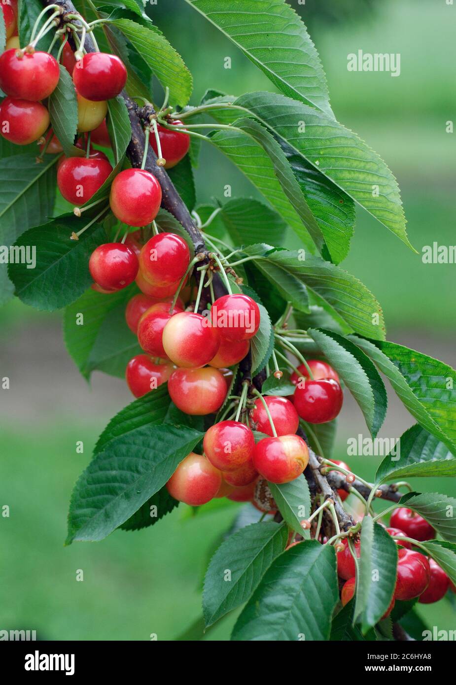 Prunus avium Rainier, Prunus avium Rainier Stock Photo - Alamy