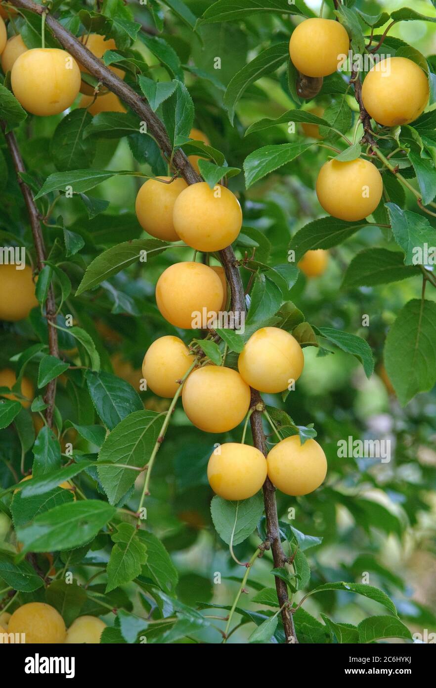 Kirschpflaumen Prunus cerasifera, Cherry plum Prunus cerasifera Stock ...