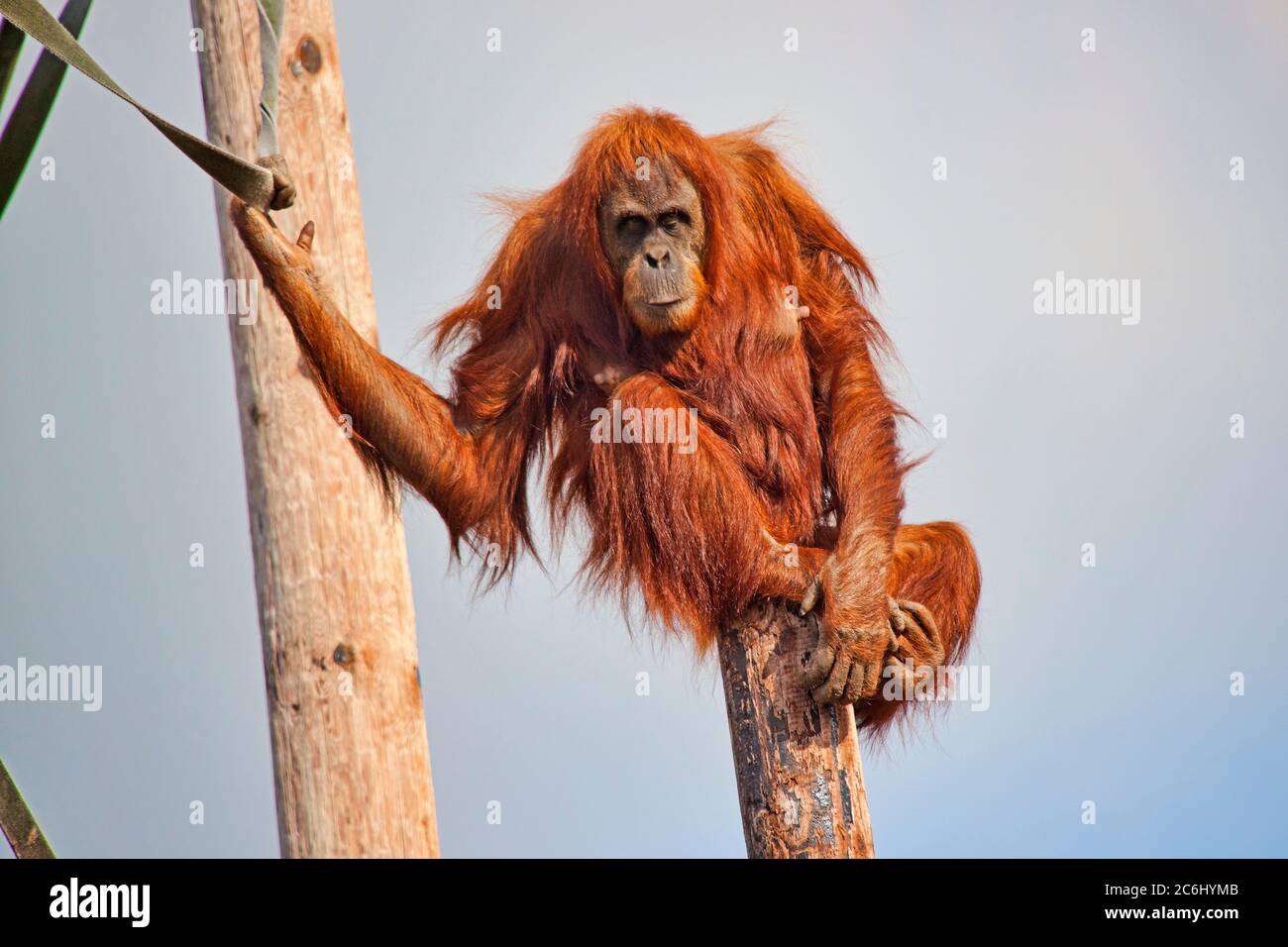 Chester zoo england hi-res stock photography and images - Alamy