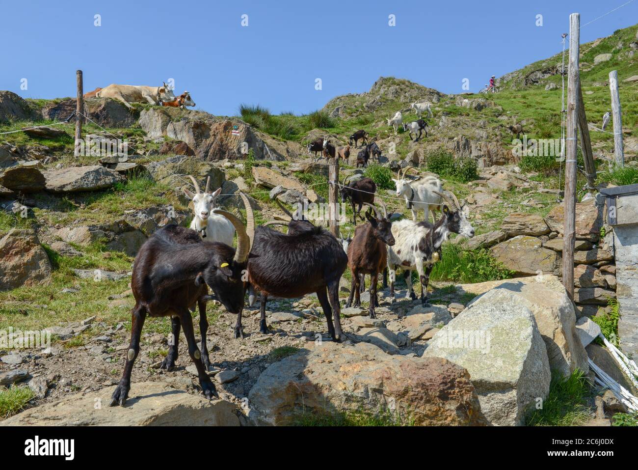 Goats returning to the farm from pastures on Capriasca valley in the ...