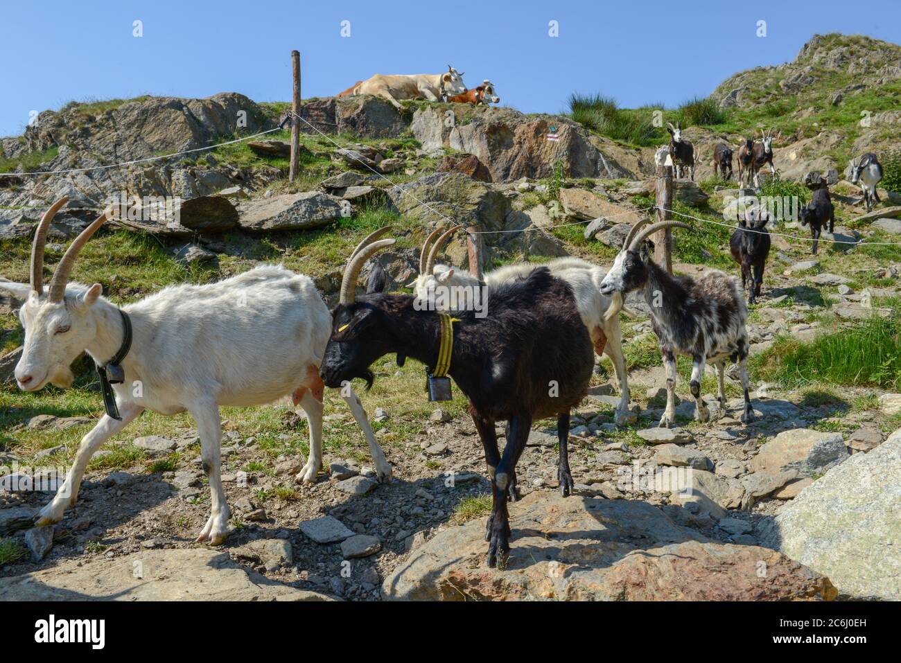 Goats returning to the farm from pastures on Capriasca valley in the ...
