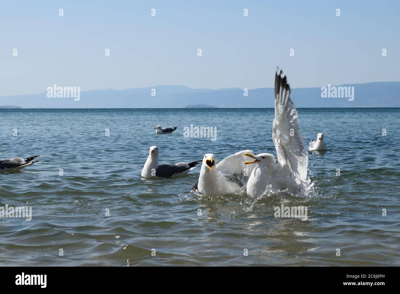 Wild animals fighting over food hi-res stock photography and images - Alamy