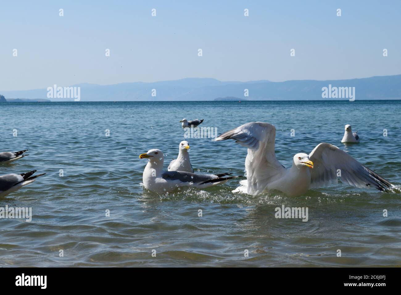 Wild Animals Fighting Over Food High Resolution Stock Photography and ...