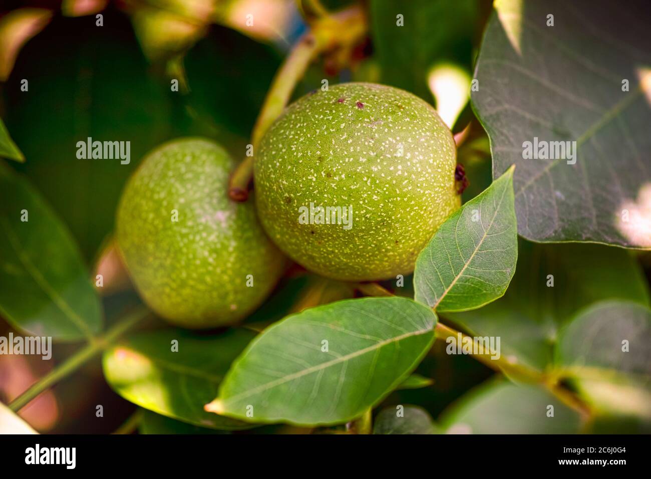 Two walnuts growing on the tree. Close-up Stock Photo - Alamy