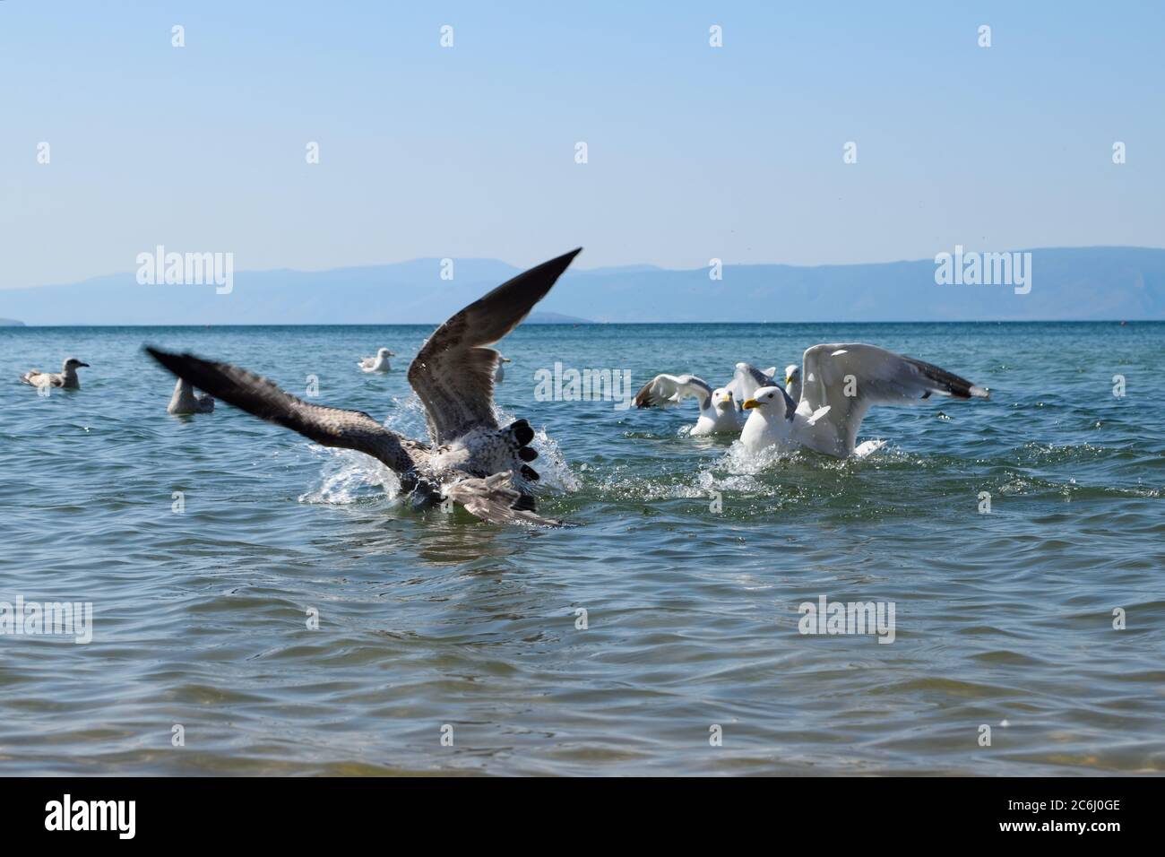 Wild animals fighting over food hi-res stock photography and images - Alamy