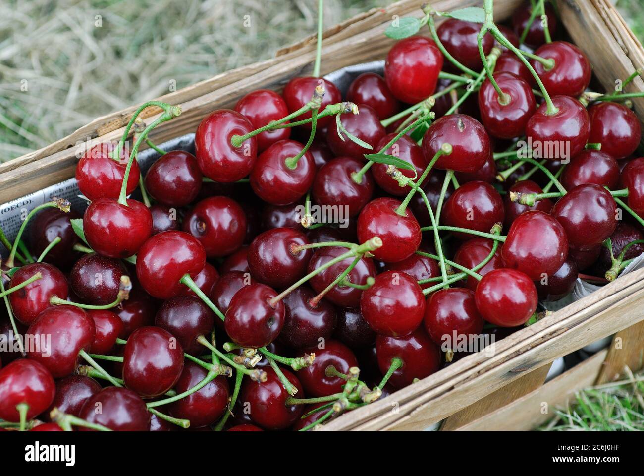 Prunus cerasus, Prunus cerasus Stock Photo - Alamy