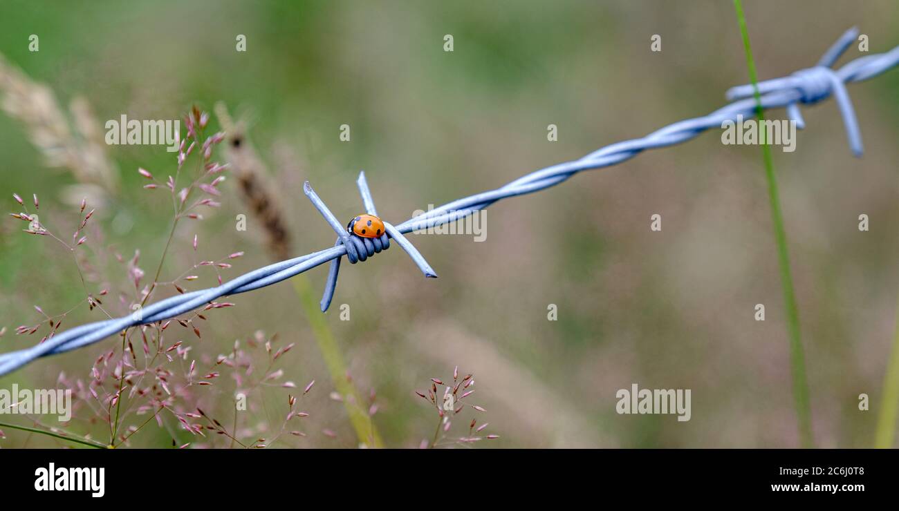 Ladybird ladybug morning dew hi-res stock photography and images - Alamy